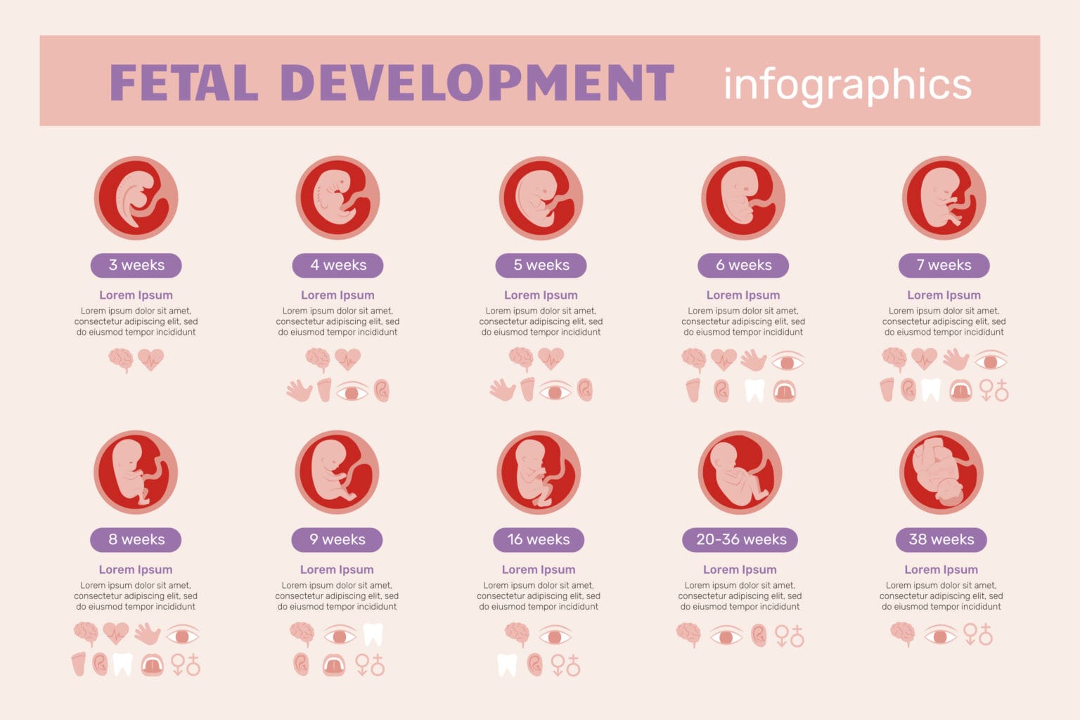 Stages of Fetal Development: Week-by-Week Guide and Baby Size Comparisons